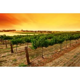 papermoon Fototapete "Sunrise Vineyard", B/L: 3,5m x 2,6m, Bahnen: 7 Stk., bunt, Tapeten