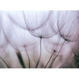 papermoon Fototapete "Purple Abstract Dandelion", B/L: 4m x 2,6m, Bahnen: 8 Stk., bunt, Tapeten