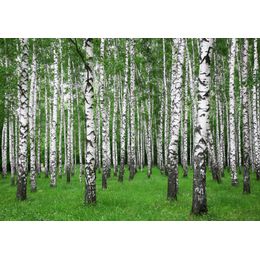 papermoon Fototapete "Summer Birch Forest", B/L: 3,5m x 2,6m, Bahnen: 7 Stk., bunt, Tapeten