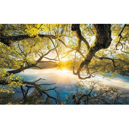 Komar Vliestapete "Digitaldruck Vlies - Golden Embrace - Gr&ouml;&szlig;e 400 x 250 cm", B/L: 400mm x 250mm, Rollen:, grau, Tapeten, Wohnzimmer, Schlafzimmer