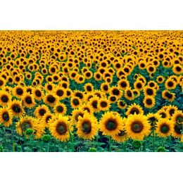 papermoon Fototapete "Field of Sunflowers", B/L: 5m x 2,8m, Bahnen: 10 Stk., bunt, Tapeten
