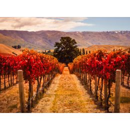 papermoon Fototapete "Autumn Vineyard", B/L: 5m x 2,8m, Bahnen: 10 Stk., bunt, Tapeten