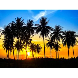 papermoon Fototapete "Coconut Palm Trees", B/L: 5m x 2,8m, Bahnen: 10 Stk., bunt, Tapeten