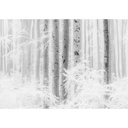 Komar Vliestapete "Digitaldruck Vlies - Winter Wood - Gr&ouml;&szlig;e 400 x 280 cm", B/L: 400mm x 280mm, Rollen:, wei&szlig;, Tapeten, Wohnzimmer, Schlafzimmer