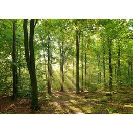 papermoon Fototapete "Forrest morning", B/L: 3m x 2,23m, Bahnen: 6 Stk., bunt, Tapeten