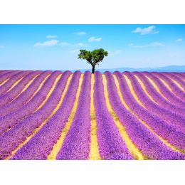 papermoon Fototapete "Lavender in Provence", B/L: 3,5m x 2,6m, Bahnen: 7 Stk., bunt, Tapeten