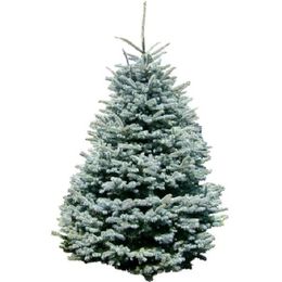 Echter Weihnachtsbaum "Edeltanne, Weihnachtsdeko", 130cm bis 150cm, gr&uuml;n, WEIHNACHTSBAUM GURU, Weihnachtsb&auml;ume, zum Aufstellen