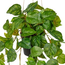 Kunstpflanze Creativ green, H:75cm, gr&uuml;n, Kunststoff, Kunstpflanzen, "H&auml;ngender Philodendron hederaceum", mit &uuml;ppigen Ranken