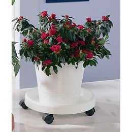 Ruco Blumentopfuntersetzer, H:9cm &Oslash;:34cm, wei&szlig;, Untersetzer, Kunststoff, &Oslash; 34 cm