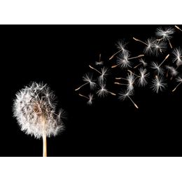 papermoon Fototapete "Dandelion", B/L: 5m x 2,8m, Bahnen: 10 Stk., bunt, Tapeten