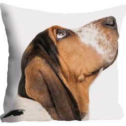 Dekokissen queence, B:40cm L:40cm, braun, Polyester, Dekokissen_Sitzkissen_Kissenh&uuml;llen, "Jens", Hund mit Dackelblick, Kissenh&uuml;lle ohne F&uuml;llung, 1