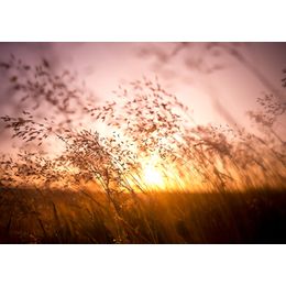 papermoon Fototapete "Summer Dry Grass", B/L: 4m x 2,6m, Bahnen: 8 Stk., bunt, Tapeten