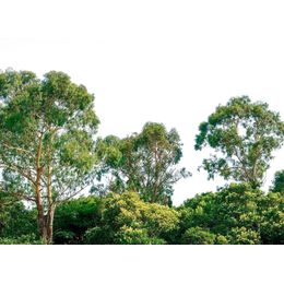 Livingwalls LIVING WALLS Fototapete "Baumwipfel Vlies", B/L: 3,5mm x 2,55mm, bunt, Tapeten, Dschungeltapete Fototapete Dschungel Gr&uuml;n Wei&szlig; 3,50 m x 2,55 m Tapete