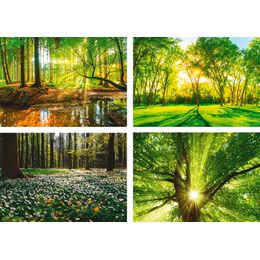 Poster Artland, B:29,7cm H:21cm, gr&uuml;n, Papier, Bilder, "Wald Bach Fr&uuml;hling Windrosen Sonne Baum", Bilder Set, 4tlg., ohne Rahmen