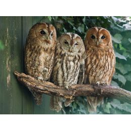 papermoon Fototapete "Tawny Owls", B/L: 4m x 2,6m, Bahnen: 8 Stk., bunt, Tapeten