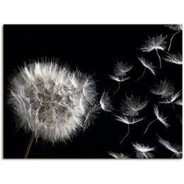 Wandbild Artland, B:60cm H:45cm, schwarz, Wohnzimmer, Bilder, "Pusteblume", als Alubild, Outdoorbild, Leinwandbild, Poster, Wandaufkleber