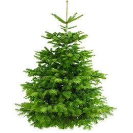 Echter Weihnachtsbaum "Nordmanntanne, Weihnachtsdeko", 170cm bis 190cm, gr&uuml;n, WEIHNACHTSBAUM GURU, Weihnachtsb&auml;ume, zum Aufstellen