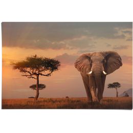 Poster Reinders, B:91,5cm H:61cm, braun, Papier, K&uuml;che, Bilder, "Afrikas Wildtiere Elefant"