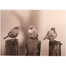 Leinwandbild, B:70cm H:40cm T:2,3cm &Oslash;:2,3cm, braun, Art for the home, Leinwand, Wohnzimmer, Bilder, "Outdoor Vogel 50x70cm", Leinwand f&uuml;r drau&szlig;en-