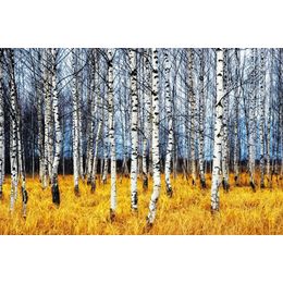 papermoon Fototapete "Autumn Birch Grove", B/L: 4m x 2,6m, Bahnen: 8 Stk., bunt, Tapeten