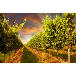 papermoon Fototapete "Sunset Vineyard", B/L: 5m x 2,8m, Bahnen: 10 Stk., bunt, Tapeten