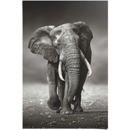 Poster Reinders, B:61cm H:91,5cm, schwarz, Papier, Bilder, "Poster Elefant Wanderung"
