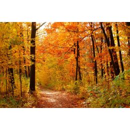 papermoon Fototapete "Autum Forest", B/L: 3,5m x 2,6m, Bahnen: 7 Stk., bunt, Tapeten