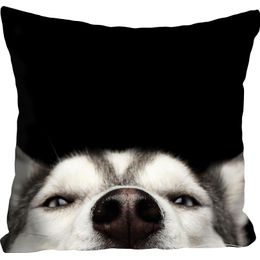 Dekokissen queence, B:40cm L:40cm, schwarz, Polyester, Dekokissen_Sitzkissen_Kissenh&uuml;llen, "Husky", mit einem neugierigen Husky