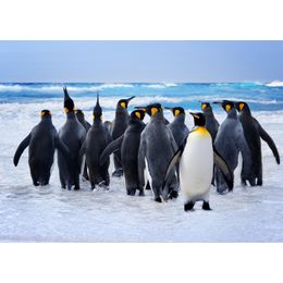 papermoon Fototapete "King Penguins", B/L: 3,5m x 2,6m, Bahnen: 7 Stk., bunt, Tapeten