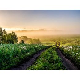 papermoon Fototapete "Foggy Forest Path", B/L: 5m x 2,8m, Bahnen: 10 Stk., bunt, Tapeten