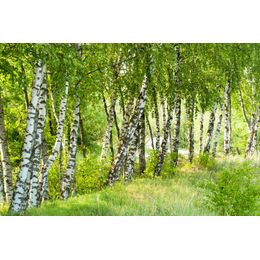 papermoon Fototapete "Birch Tree Forest", B/L: 5m x 2,8m, Bahnen: 10 Stk., bunt, Tapeten