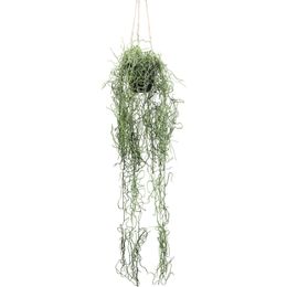 Kunstpflanze Creativ green, H:80cm, grün, Kunstpflanzen, "Tillandsia-Hängepflanze", mit filigranem Blattwerk
