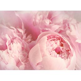 papermoon Fototapete "Peony Flowers", B/L: 5mm x 2,8mm, Bahnen: 10 Stk. St., bunt, Tapeten
