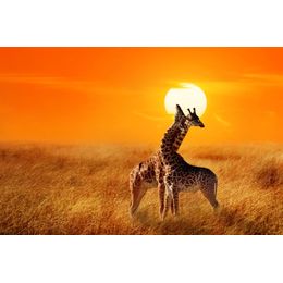 papermoon Fototapete "Giraffes against Sunset", B/L: 4m x 2,6m, Bahnen: 8 Stk., bunt, Tapeten