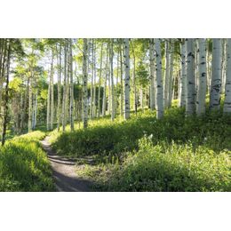 papermoon Fototapete "Birch Hiking Trail", B/L: 5m x 2,8m, Bahnen: 10 Stk., bunt, Tapeten