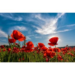 papermoon Fototapete "Poppy Flowers Field", B/L: 5m x 2,8m, Bahnen: 10 Stk., bunt, Tapeten