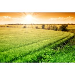 papermoon Fototapete "Field of Fresh Grain", B/L: 4m x 2,6m, Bahnen: 8 Stk., bunt, Tapeten