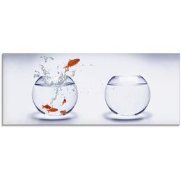 Glasbild Artland, B:125cm H:50cm, weiß, Glas, Küche, Bilder, "Goldfischaquarium", in verschiedenen Größen