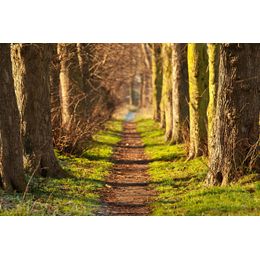 papermoon Fototapete "Forest Walk Tunnel", B/L: 5m x 2,8m, Bahnen: 10 Stk., bunt, Tapeten