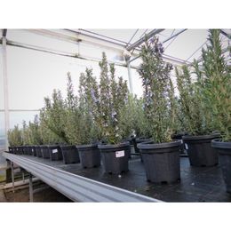 3 St&uuml;ck echter Rosmarin Officinalis 50-60 cm H&ouml;he, XL Busch &Oslash; 20-30 cm, stehend, winterhart Kr&auml;uter