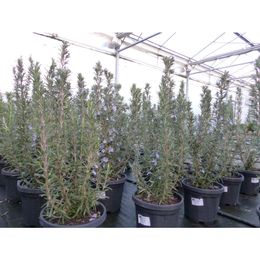 7 St&uuml;ck echter Rosmarin Officinalis 50-60cm H&ouml;he, XL Busch &Oslash; 20-30 cm, stehend, winterhart Kr&auml;uter