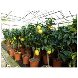 Grünwaren: echter Zitronenbaum 50 - 70 cm Zitrone Citrus Limon Zitruspflanze