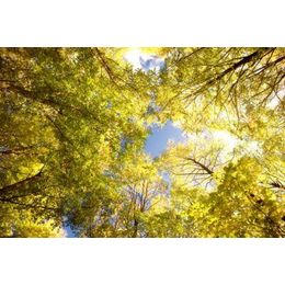 Deckensegel, Wald, 1200x800 mm