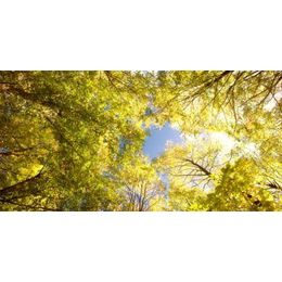 Deckensegel, Wald,1600x800 mm