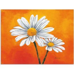 Alu-Dibond-Druck Artland, B:80cm H:60cm, orange, Bilder, "Margeriten auf Orange", f&uuml;r Innen- und Au&szlig;enbereich geeignet, Outdoorbild