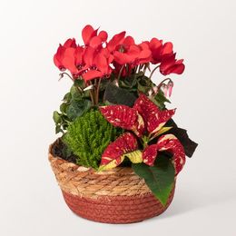 Roter Weihnachtstraum