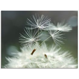 Glasbild Artland, B:80cm H:60cm, weiß, Glas, Küche, Bilder, "Pusteblume Facility", in verschiedenen Größen