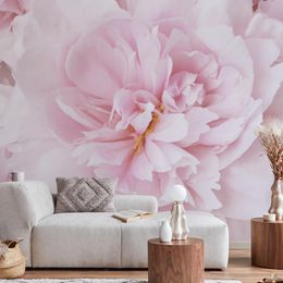 Bilderwelten Fototapete Pfingstrosenbl&uuml;ten Rosa