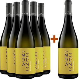 Modeano 5+1 Paket Friuli Pinot Grigio 2025 Trocken - Friaul &ndash; Probierpaket DOC