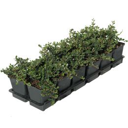 toom Zwergmispel 'Frieders Evergreen' wei&szlig; 9 cm Topf, 12er-Set